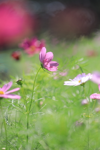 涼しくなりました。: お喋りしましょう♪